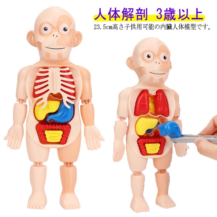 知育玩具 人体模型 人体モデル内臓 ミニ 23.5cm 模型 人体解剖 3歳以上 キッズ 株式会社 KOUSEI 問屋・仕入れ・卸・卸売の専門【仕入れならNETSEA】