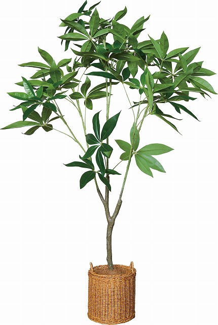 パキラ120 パキラ 169161 | 卸売・ 問屋・仕入れの専門サイト【NETSEA】